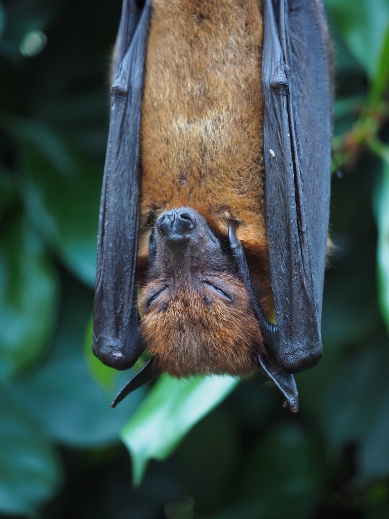 Furry Bats: Why Some Of The World’s Only Flying Mammals Have Fur ...