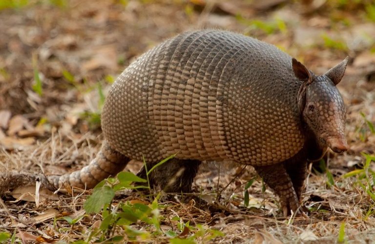 The Furry Armadillo: Nature's Armor-Clad Mammal - Things with fur