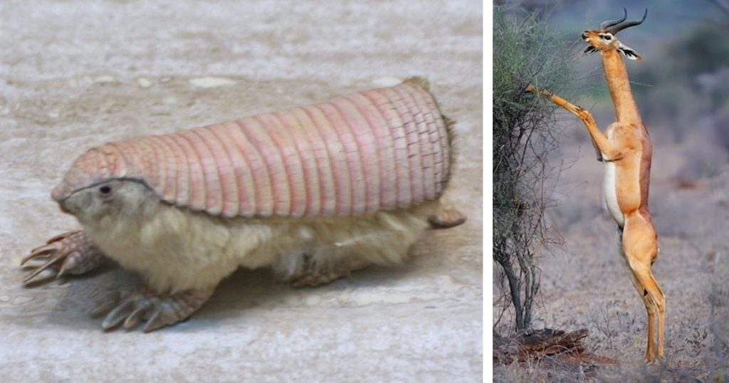 The World's Weirdest Furry Creatures You’ve Never Heard Of - Things ...